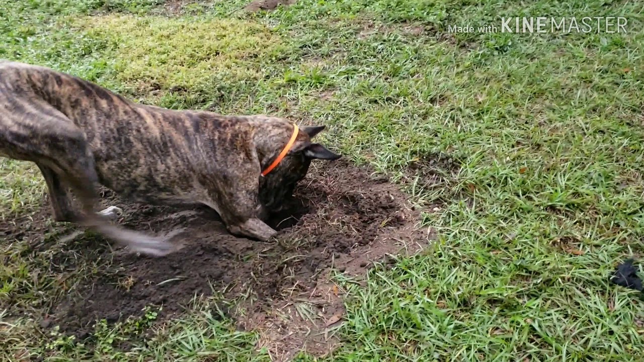 Great Dane 🎃PUMPKIN🎃 hunts moles! - YouTube