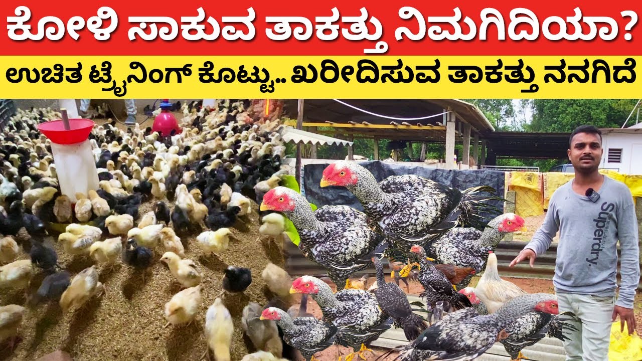 poultry farm business plan Kannada | nati koli farm in karnataka ...