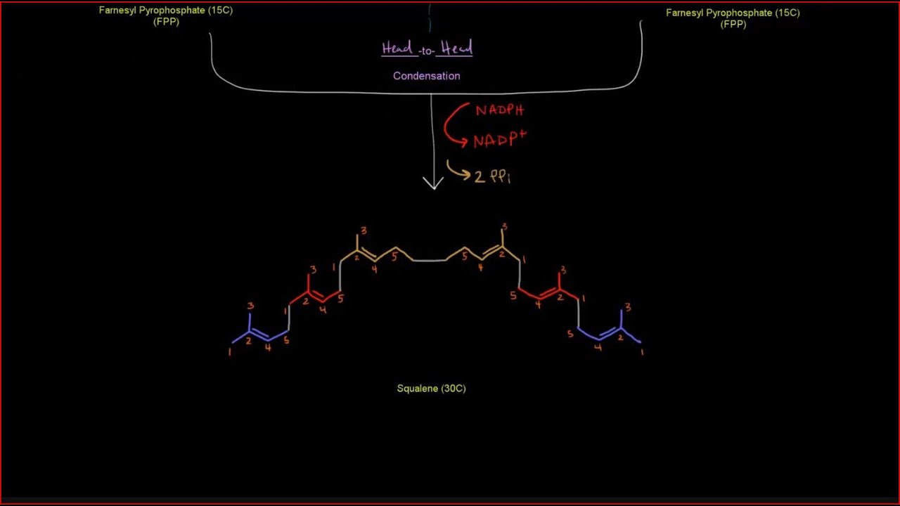Cholesterol Synthesis (Part 4 of 6) - Stage 3: Squalene Synthesis - YouTube
