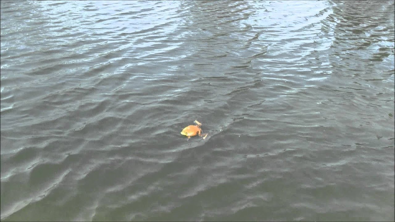 Bloated Bullfrog - YouTube