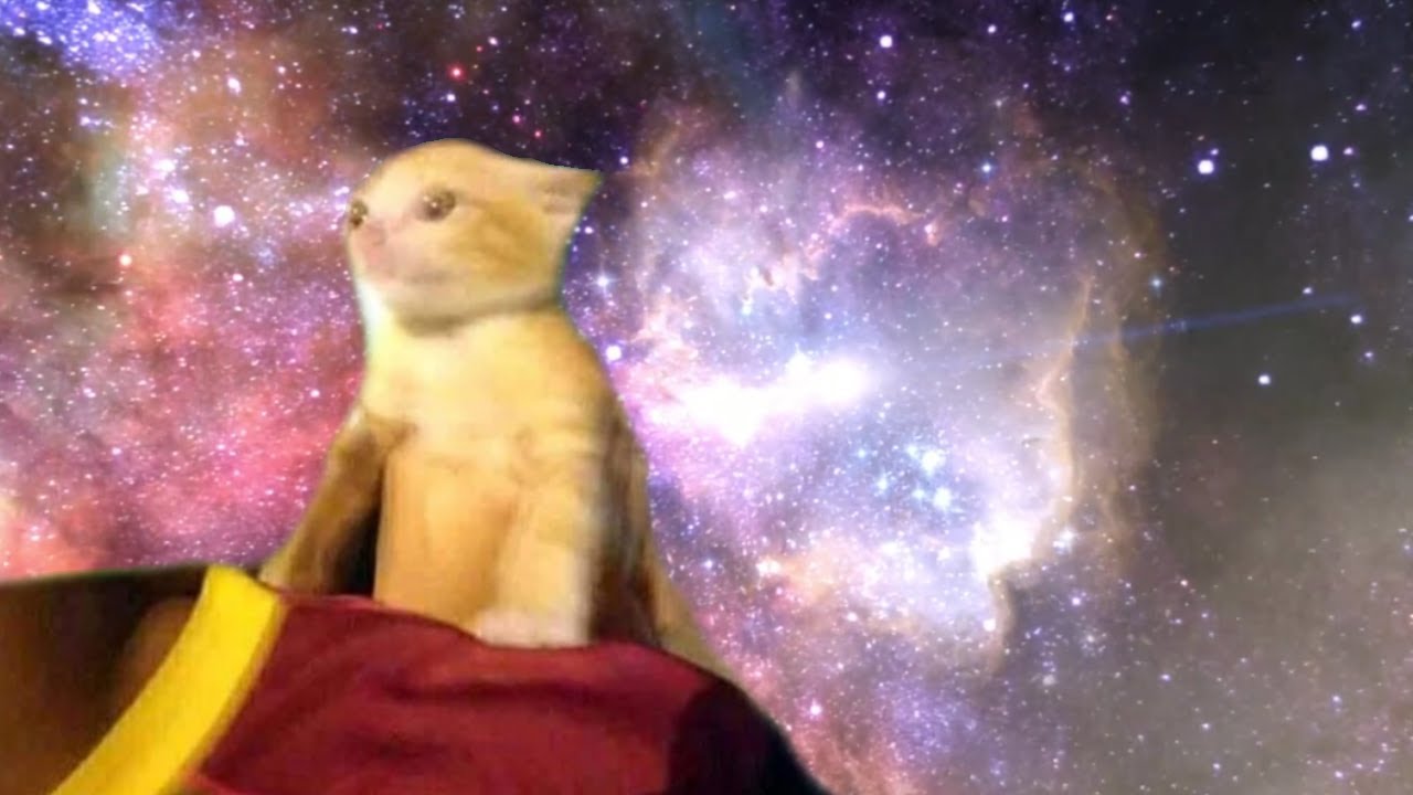 Interstellar cat - YouTube