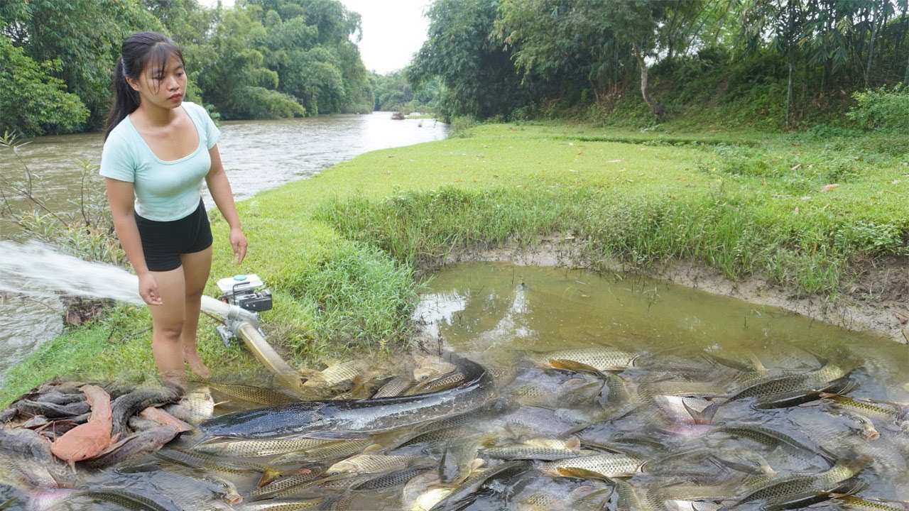 Harvest fish with high-capacity pumps go to the village sell - Catching ...