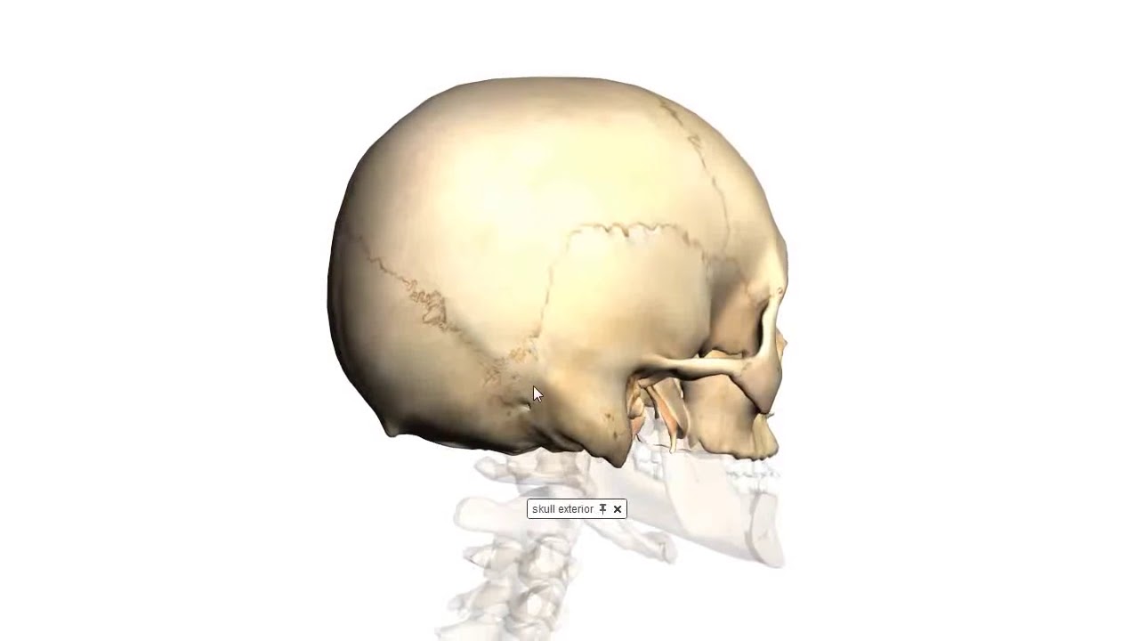Skull Tutorial 3 Sutures of the skull - YouTube