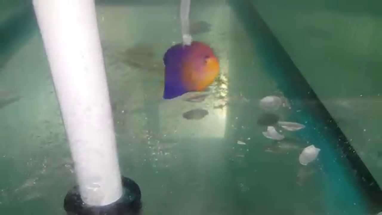 Interruptus Angel $2375 - Japan - YouTube