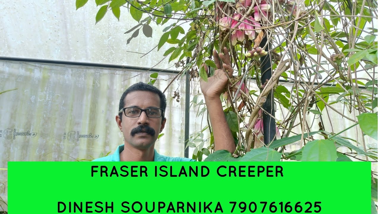 HOW TO GROW FRASER ISLAND CREEPER IN YOUR GARDEN/ CREEPER GROWING ...