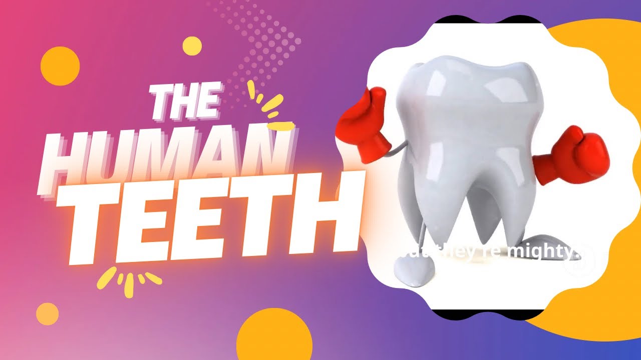 Amazing Facts About Human Teeth for Kids! - YouTube