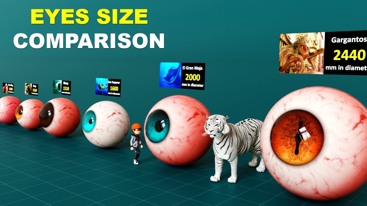 Eye Size Comparison | Animal & Monster Eyes size comparison 2025 - YouTube