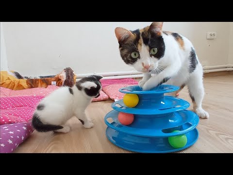 Yavru Kedi İçin Aldığım Oyuncağı Anne Kedi Daha Çok Sevdi