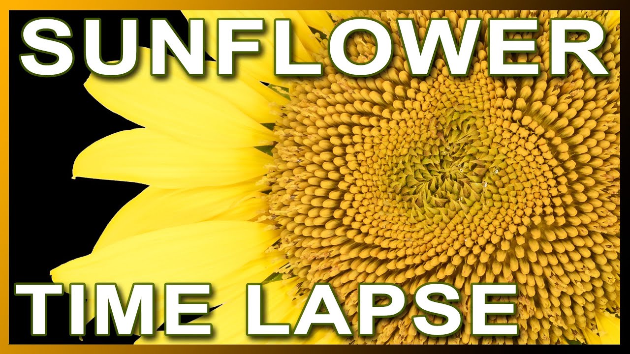 Sunflower opening Time Lapse - YouTube