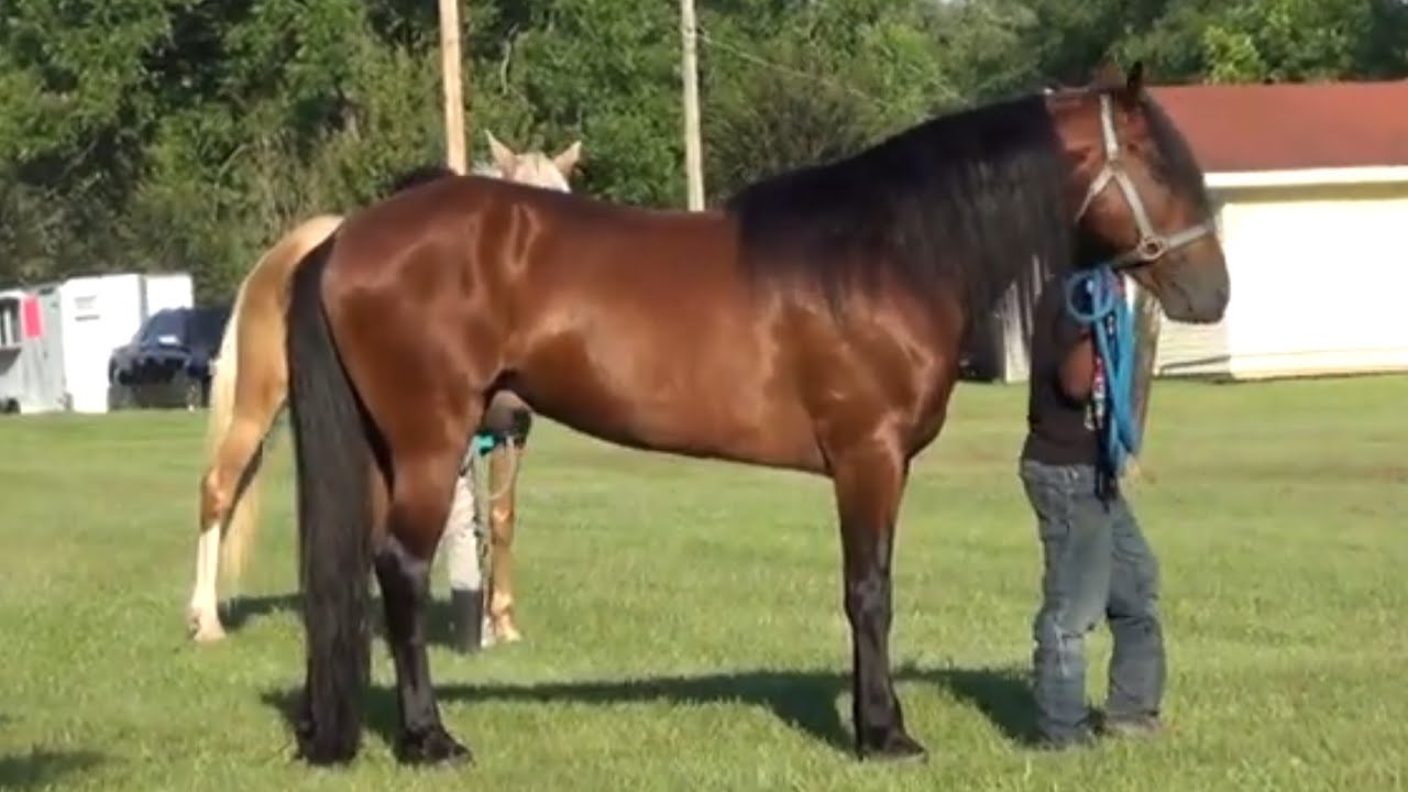Best Looking Stud Horse Contest at Hope Arkansas Steppers Trail Ride ...