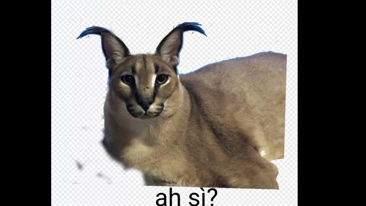 floppa vs buff doge - YouTube