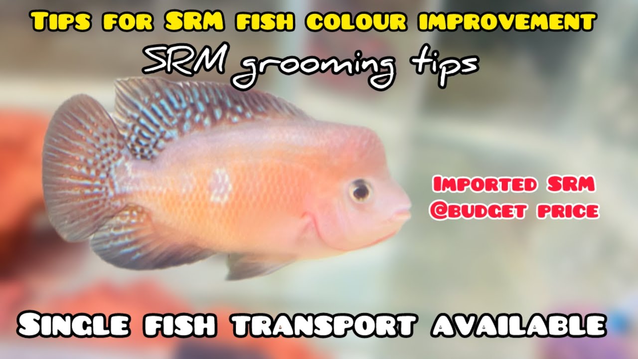 Super red monkey grooming tips and kamfa grooming tips || Best food for ...