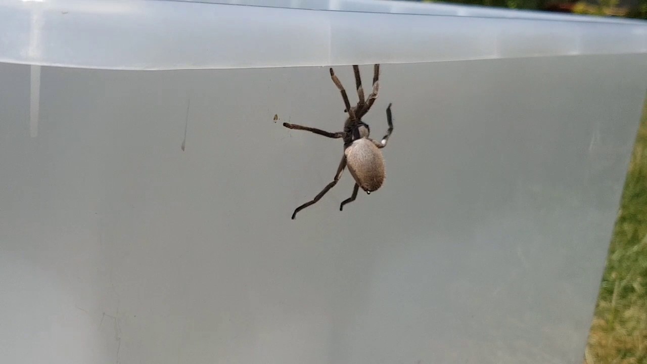 Massive Spider Pooing? - YouTube