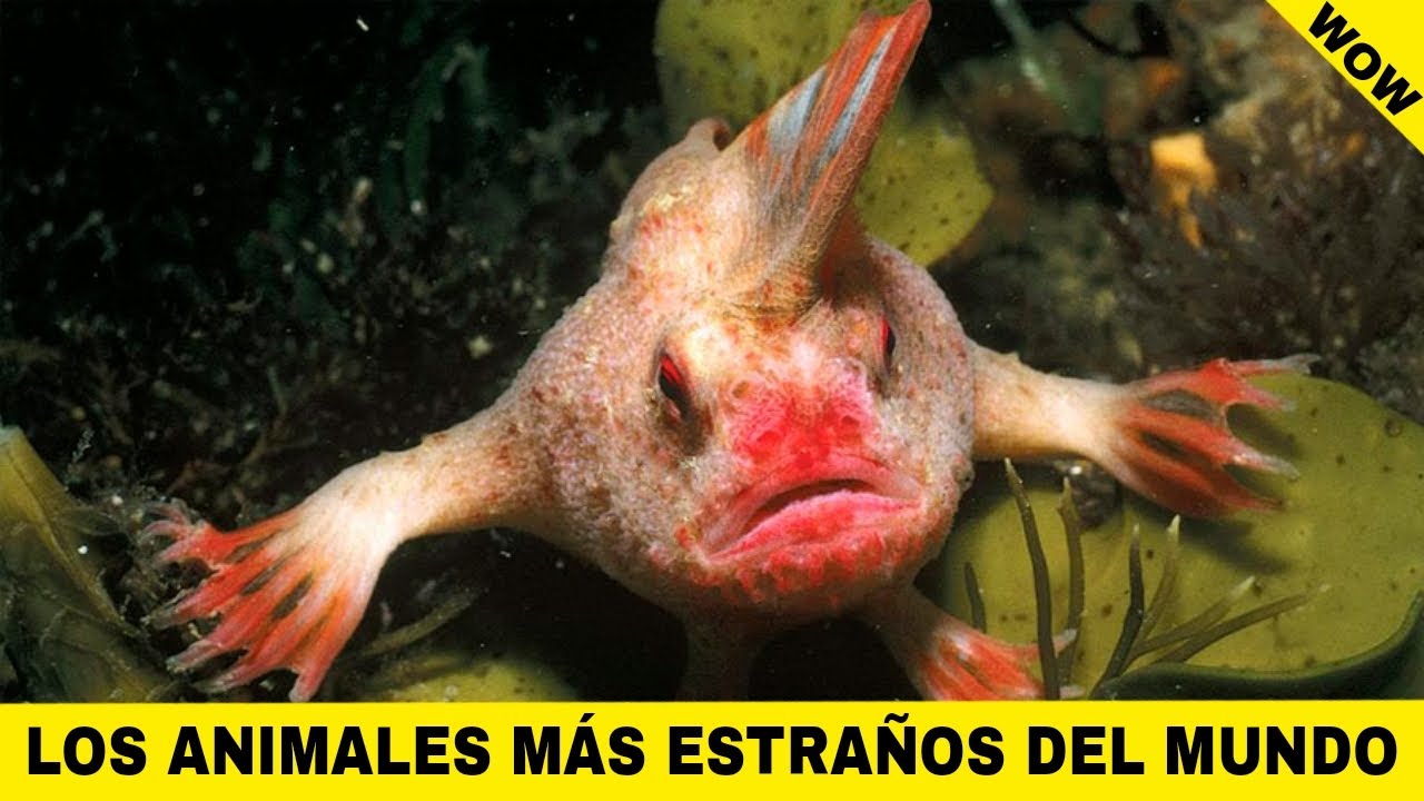 🔴 Los 10 ANIMALES MÁS EXTRAÑOS del MUNDO 🌍 captados en cámara - YouTube