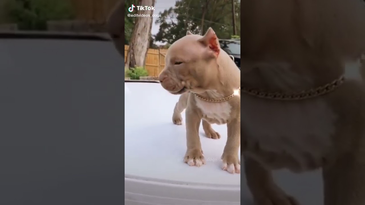 perro de tik tok (pitbull ) - YouTube