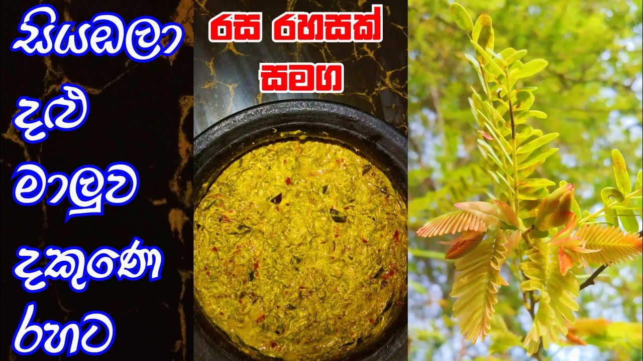 සියඔලා දළු මාලුව | siyabala dalu maluwa hadamu - YouTube