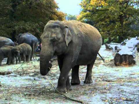 Wanneer is olifant Htoo Yin Aye uitgerekend ? (1) - YouTube