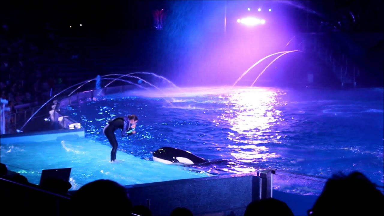 Shamu's Celebration: Light Up The Night Premiere (Full Show) - YouTube