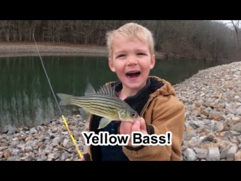 Yellow Bass - First time catching Yellow Bass (Catch & Cook) - YouTube