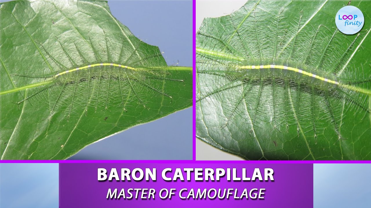 Common Baron Caterpillar Camouflage