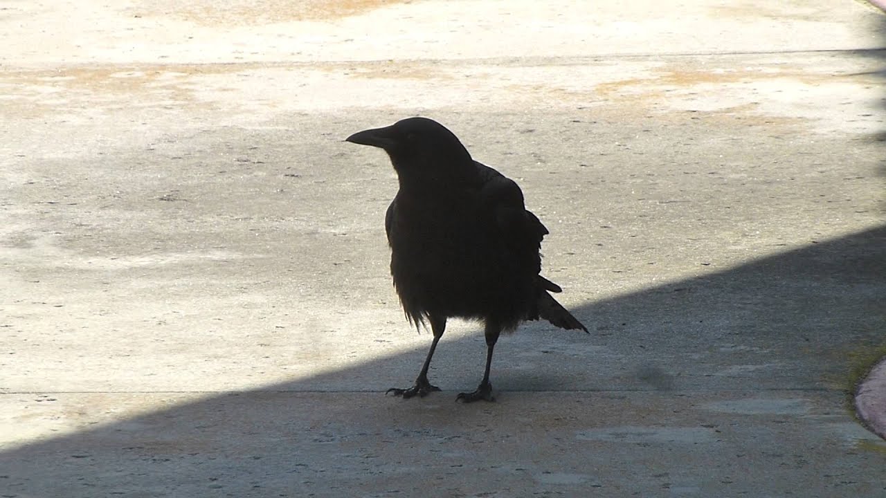 Interesting Crow vocalization - YouTube