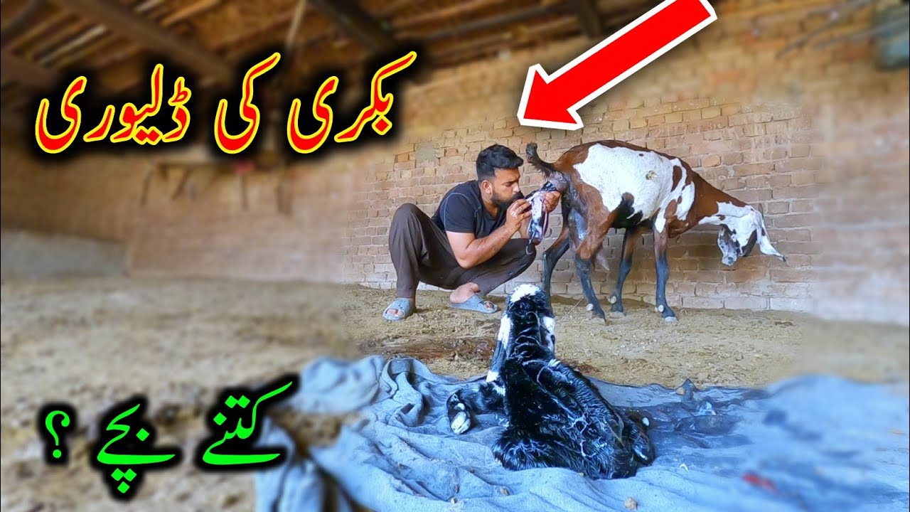 She Is Ready To Pop -Goat Kids Birth - Goat Gave Birth - Goat Delivery ...