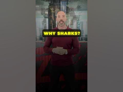 Why would I have sharks in my office? #sharks #sales #sharktank - YouTube
