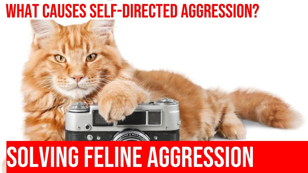 Understanding & Addressing Self-Directed Aggression in Cats - YouTube