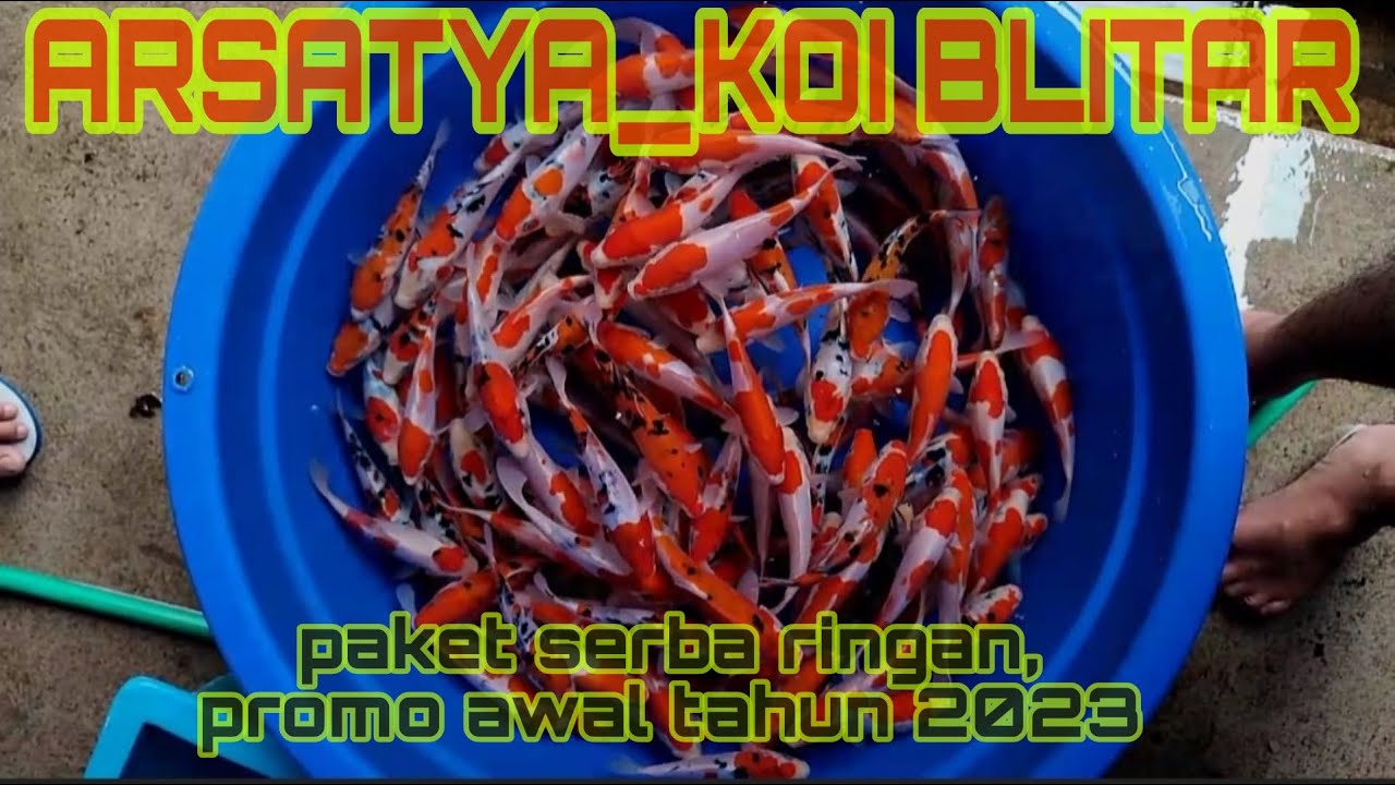 RIVIEW STOK 🔴 KOI FISH PROMO AWAL TAHUN | BURUAN DI ORDER KEBURU ...