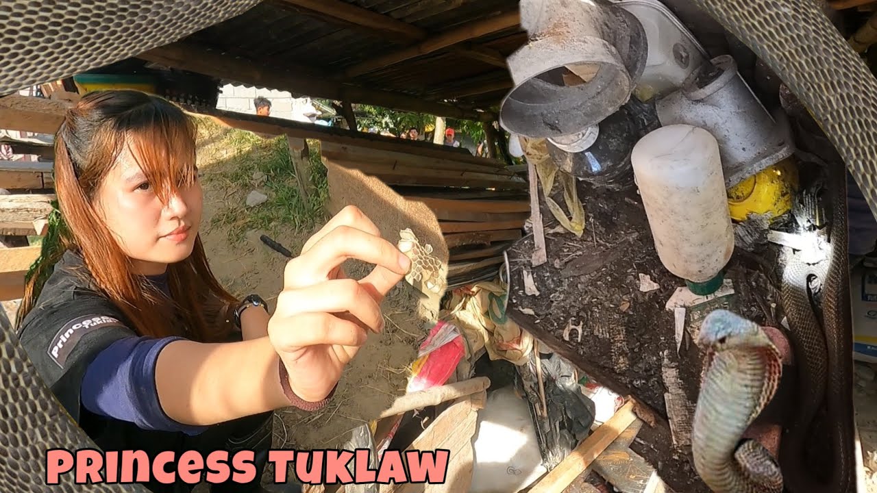 Cobra nakapatay ng alagang aso natagpuan sa kulungan ng kambing huli ...