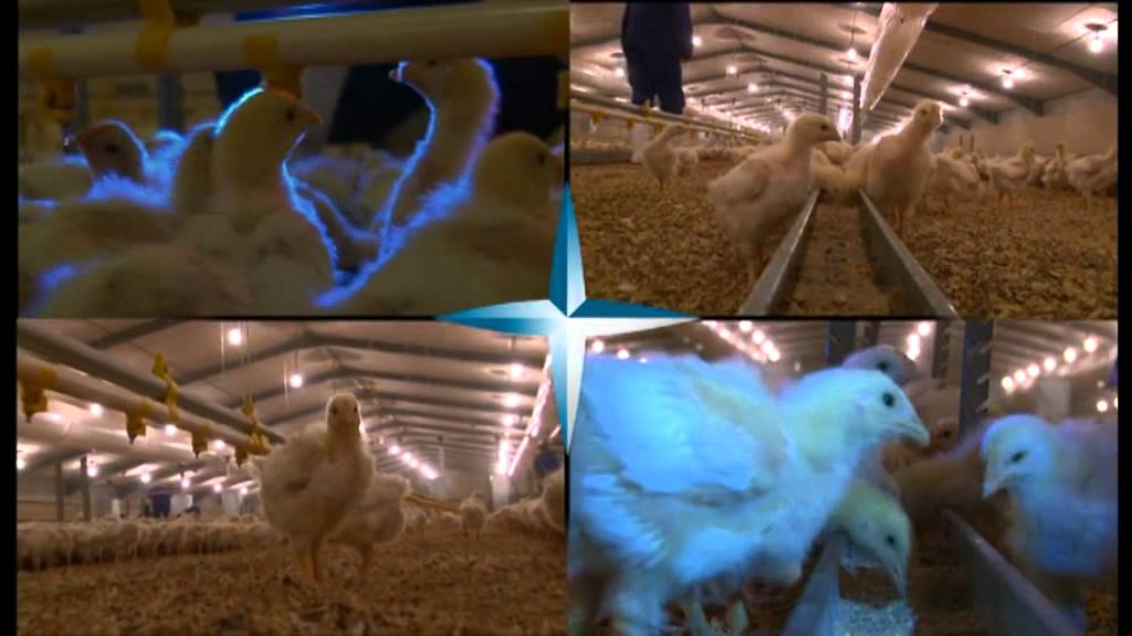 Astral -- Poultry Division Corporate Video - YouTube