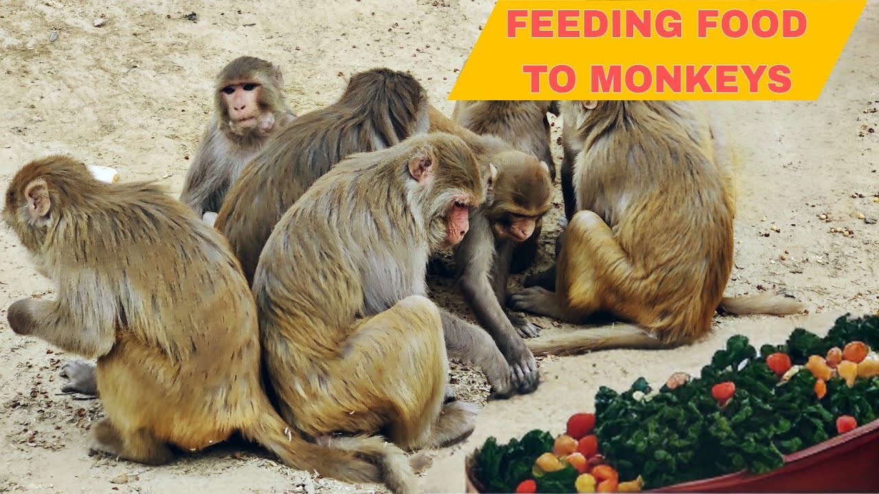 Feeding Biscuits and Foods To Hungry Monkeys | Monkey fighting | Monkeys playing - YouTube