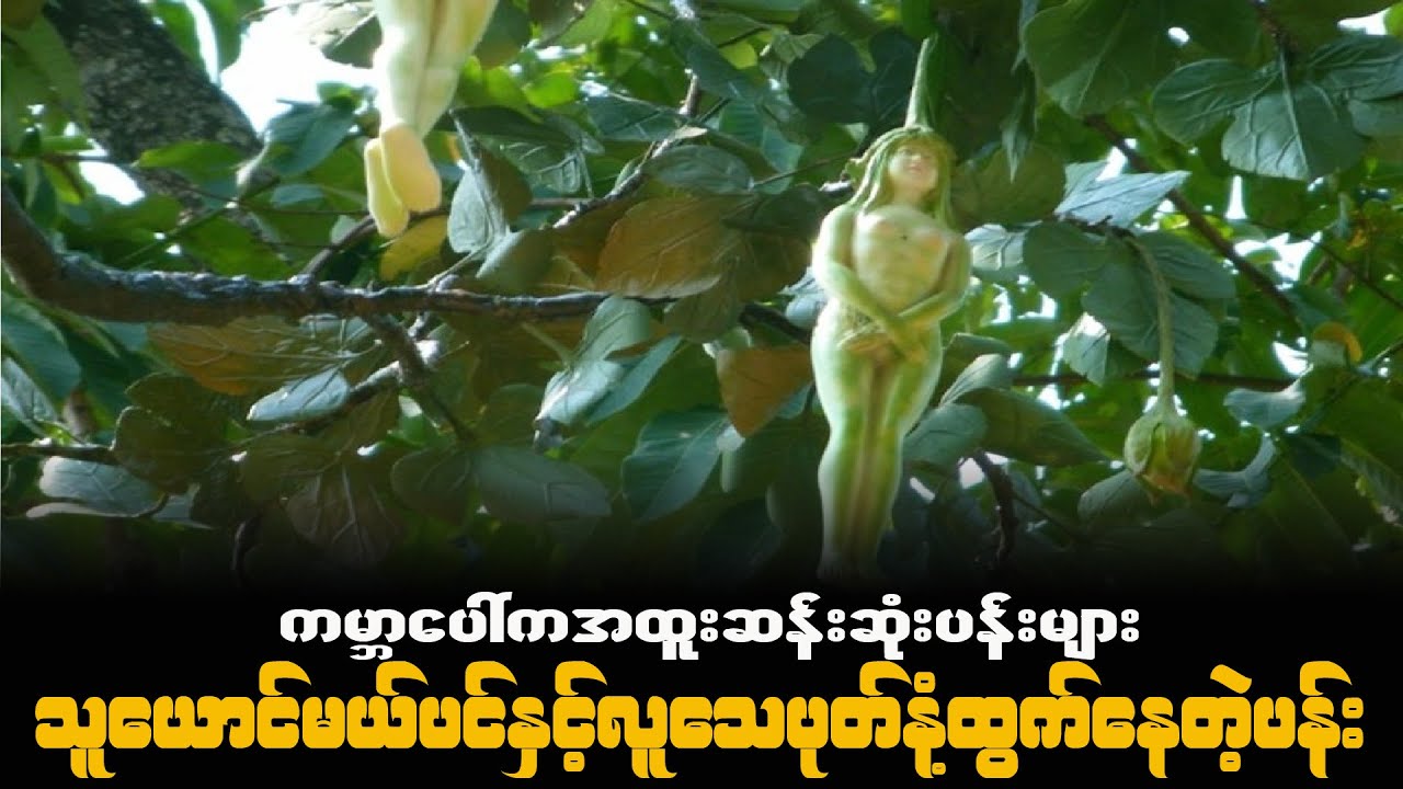 သူယောင်မယ်ပင်၊ လူသေပုတ်နံ့ထွက်တဲ့အပင် နှင့် အထူးဆန်းဆုံးအပင်များ ...