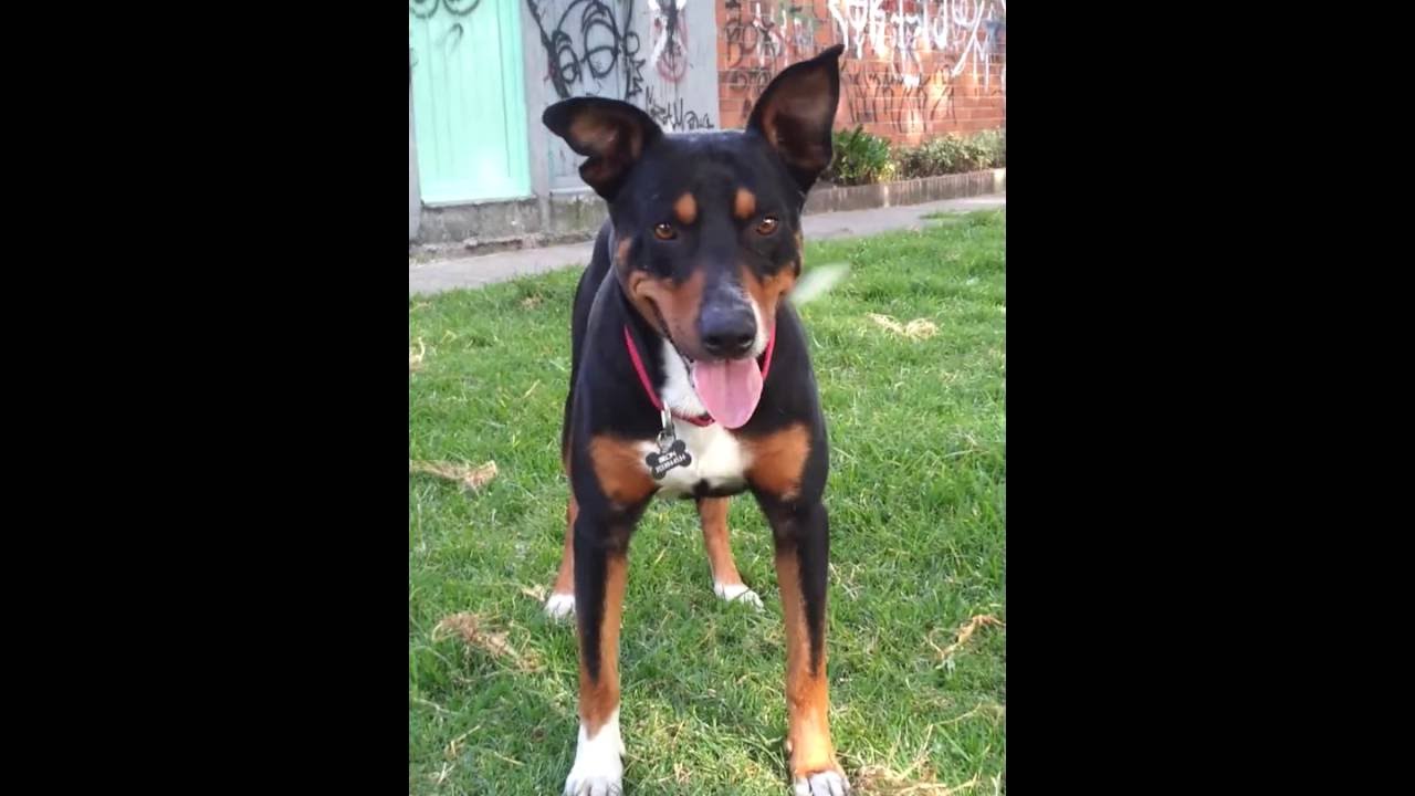 perro criollo cruce con doberman - YouTube