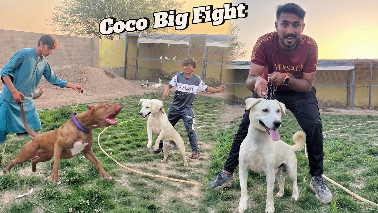 Coco Ki Fight Krwa Di Win Kr Gaya 🥳 - YouTube