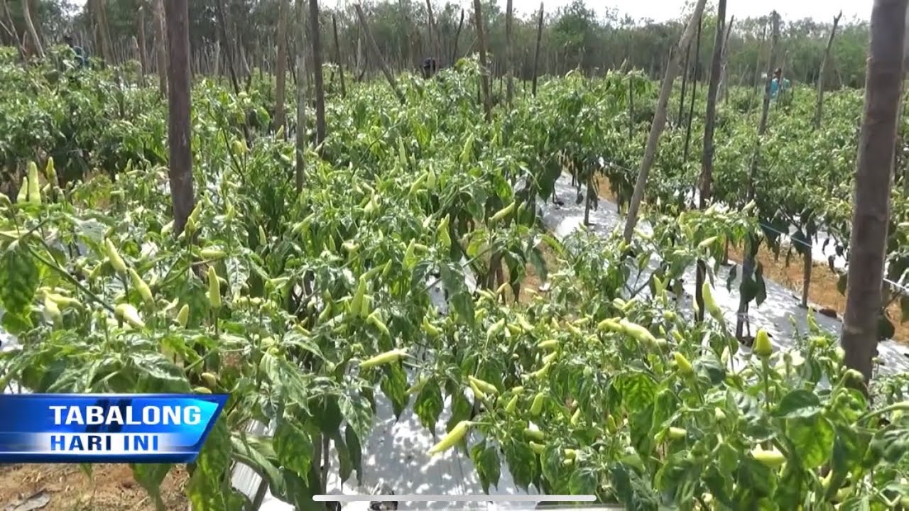 Cabai Tiung Tanjung Dinilai Miliki Daya Tahan Bagus - YouTube
