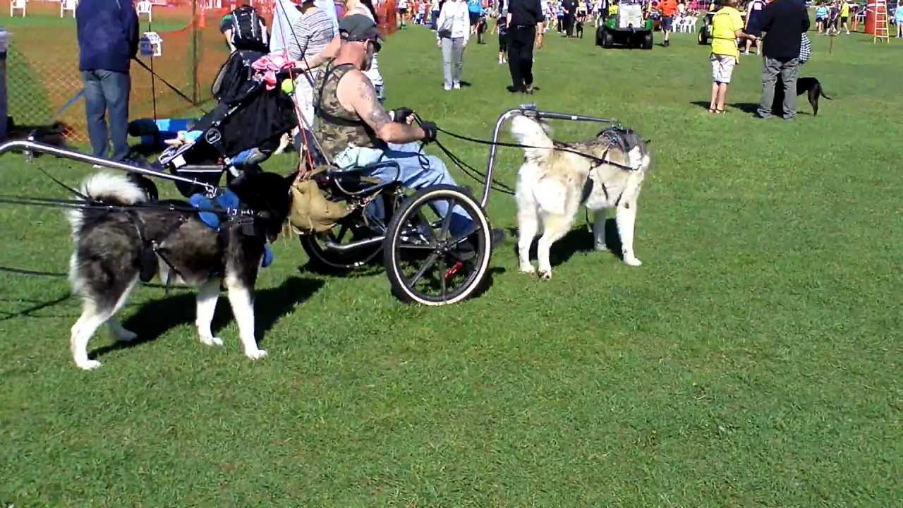 Pets In The Park Edmonton - dog sulky - YouTube