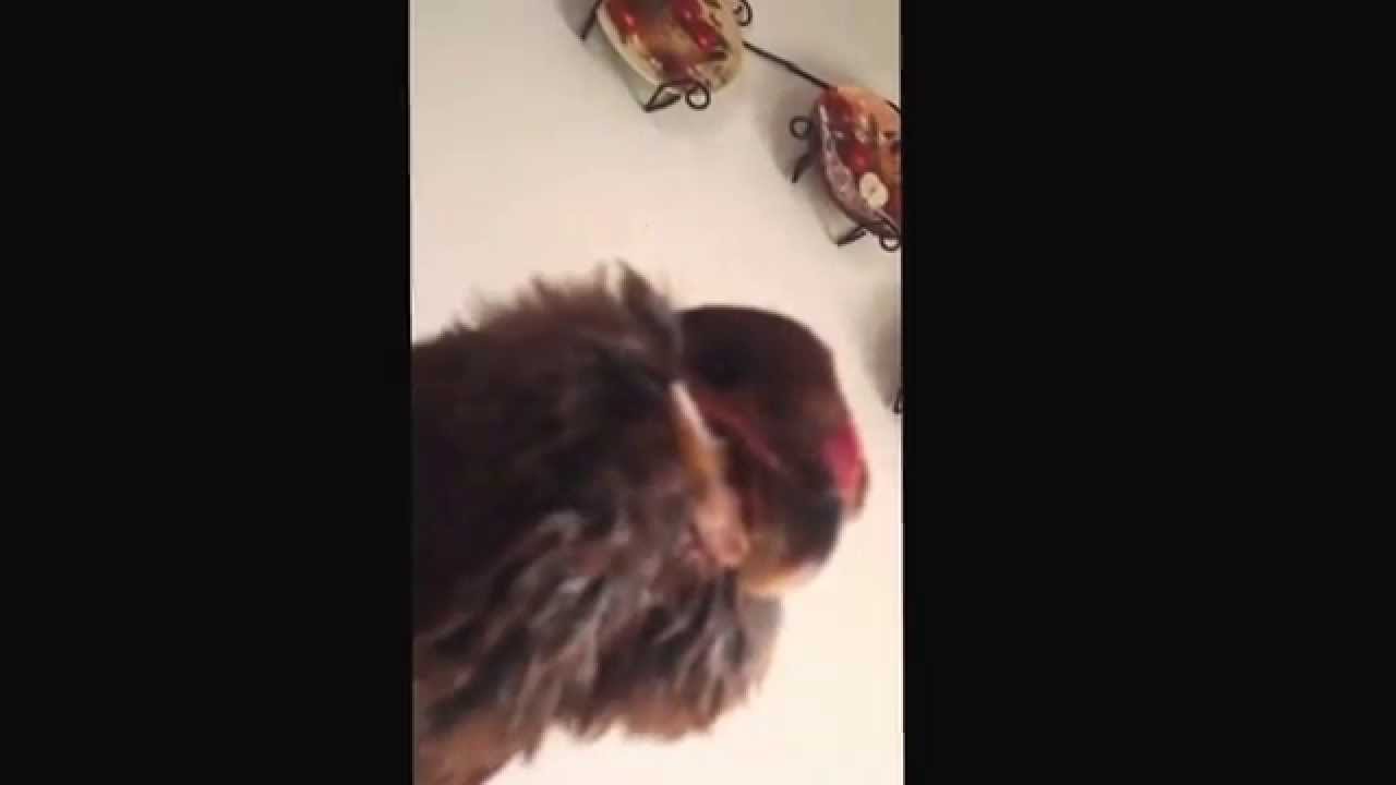 My Scissor beak / Crossed beak chicken was born like this - YouTube