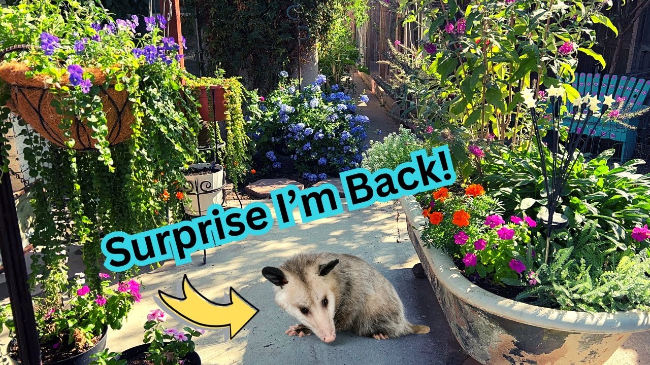 Fall Garden Blooms & Updates! (Opossum Came BACK!!!) - YouTube