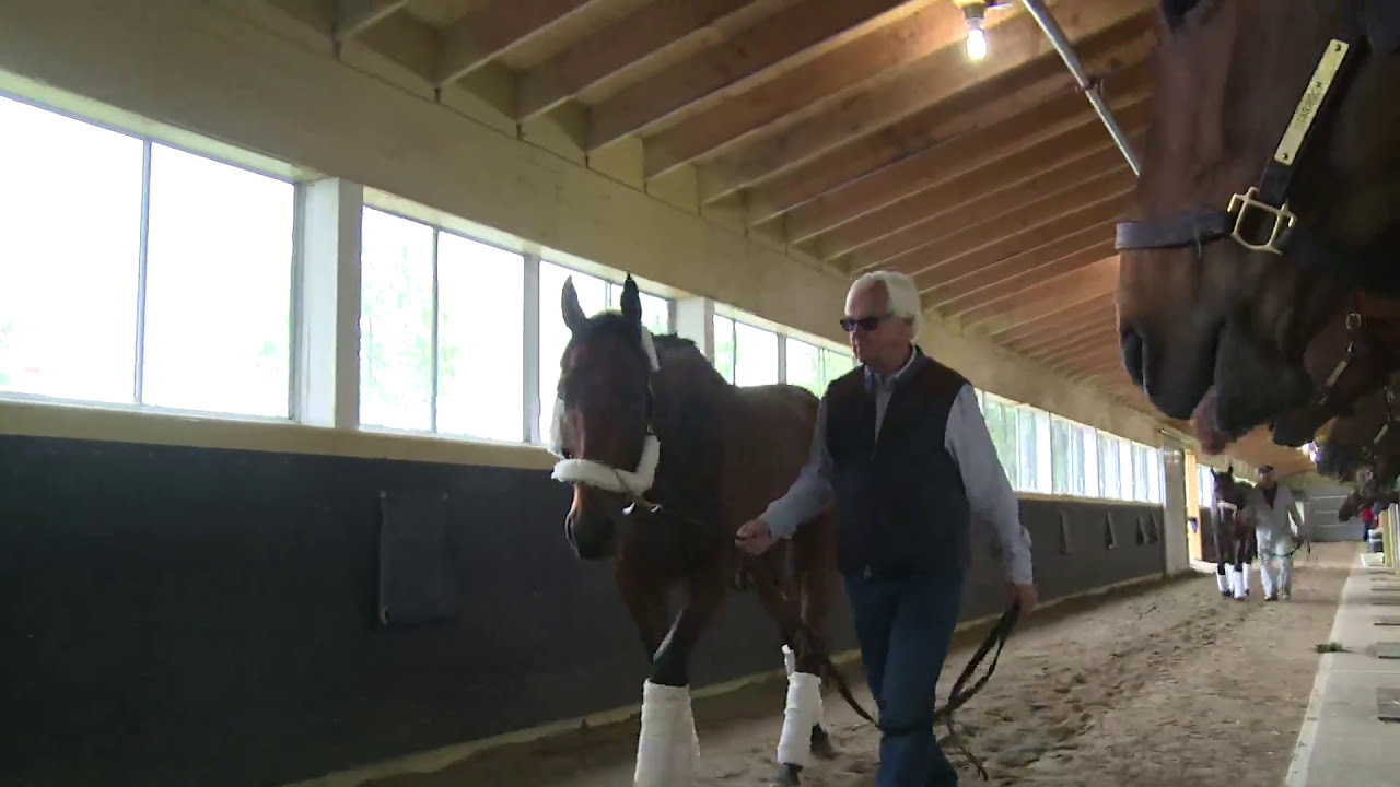 American Pharoah Walks Barn 1 with Bob Baffert - YouTube