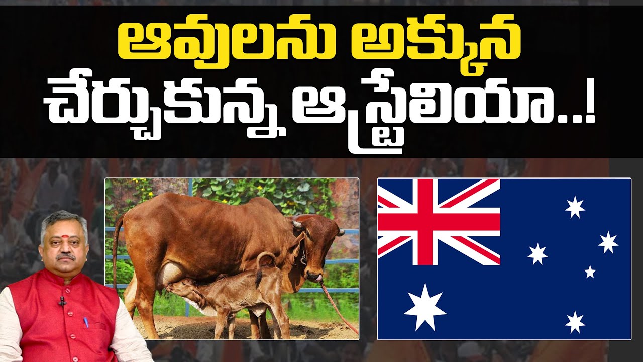 Australians Improving Mental Health By Participating In 'Cow Therapy ...