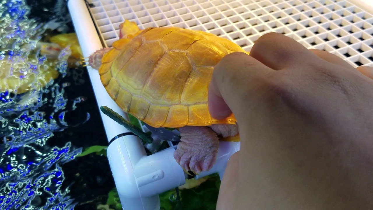 [158] Scratching Turtle Booty - YouTube