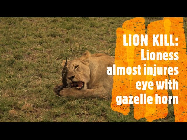 Lion Attacking Gazelle Mountain Lion Attacks On The Rise! Here's What