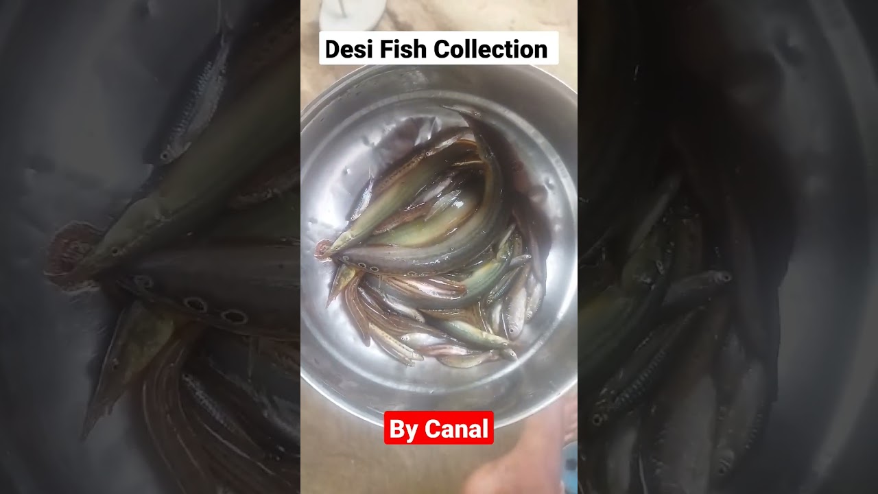 desi fish by canal - YouTube