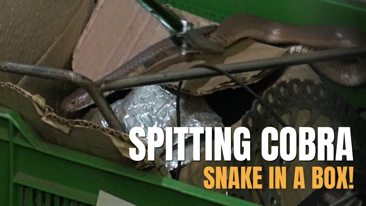 Tricky night time Spitting Cobra rescue! Snake in a box - YouTube