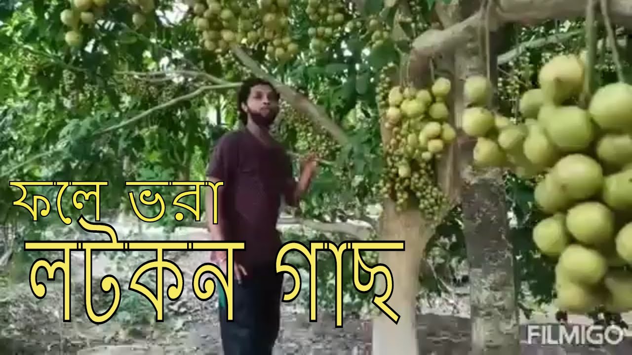 লটকন গাছ || Lotkon Fruits Garden || Lotkon Tree || Bangladeshi Fruits ...