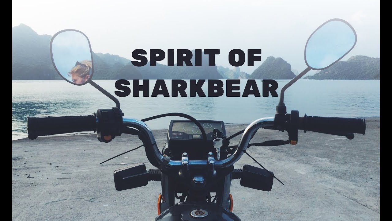 SharkBear Go Wild - YouTube