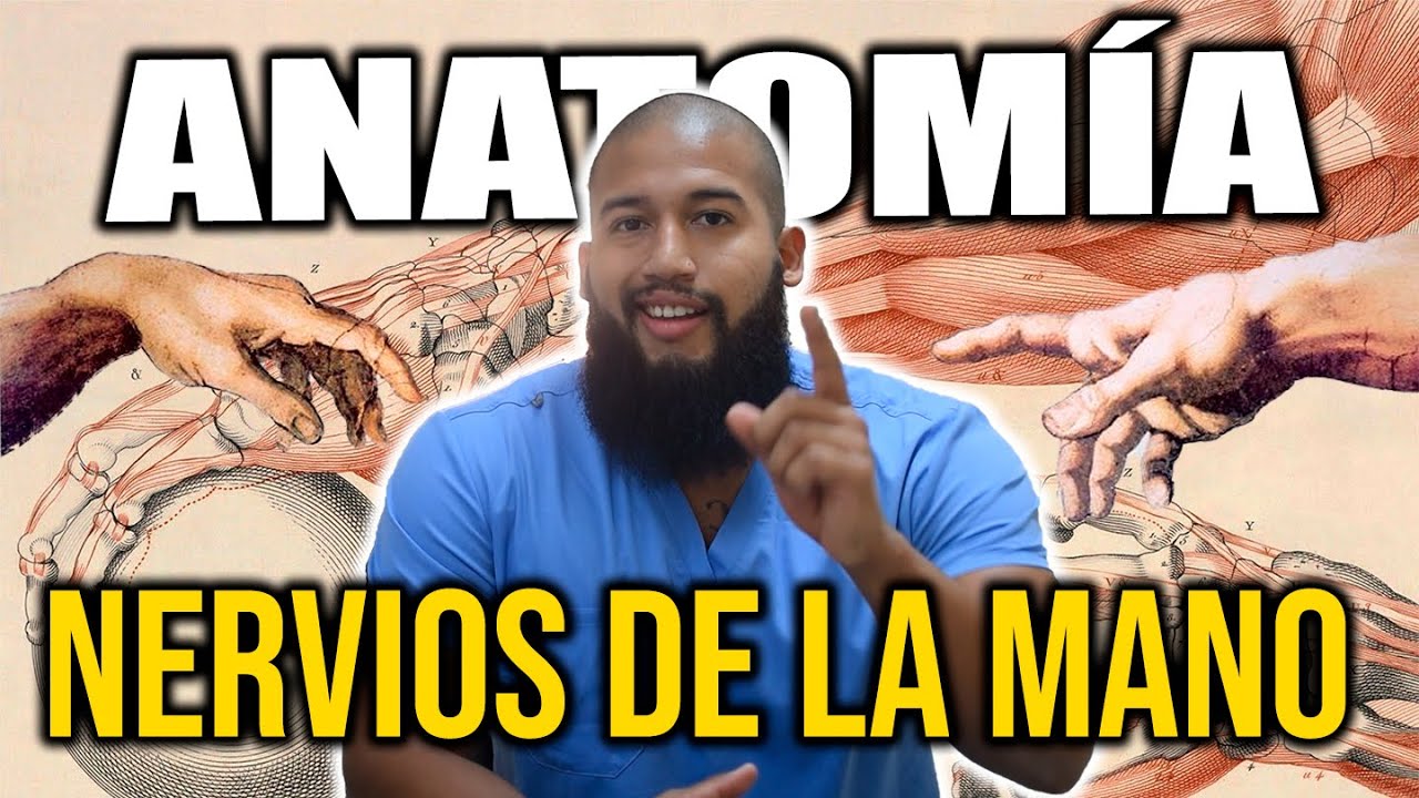 ANATOMÍA - Nervios de la Mano (Inervación Motora, Sensitiva y Simpática ...