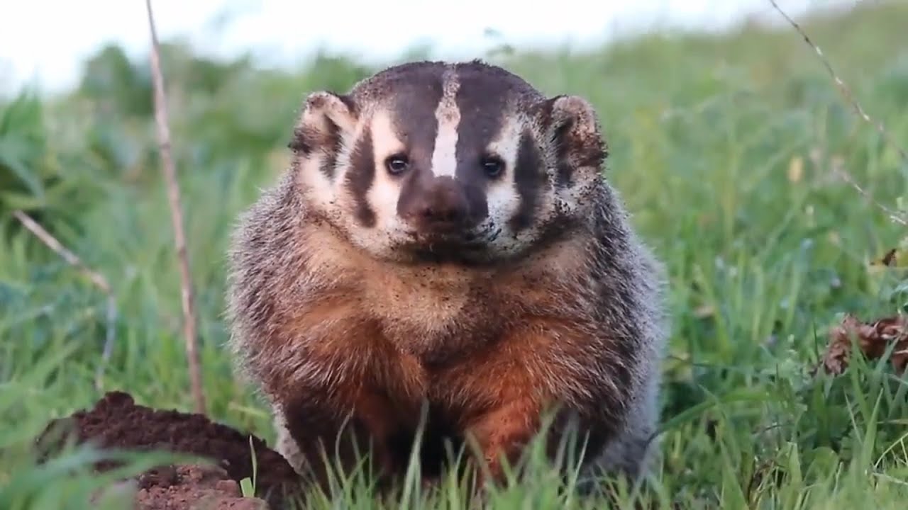 The American badger is a real armored excavator! No predator can resist ...