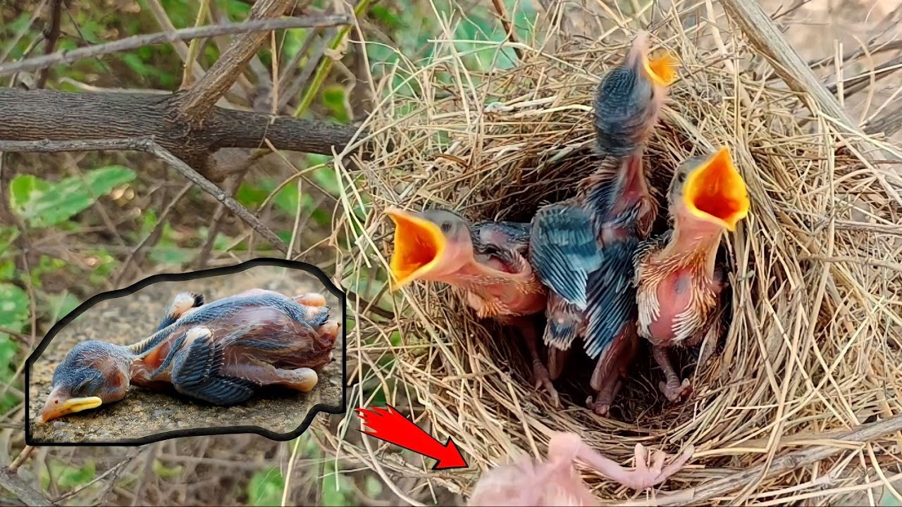 The baby common babbler bird fell down and died || Animals and Birds ...